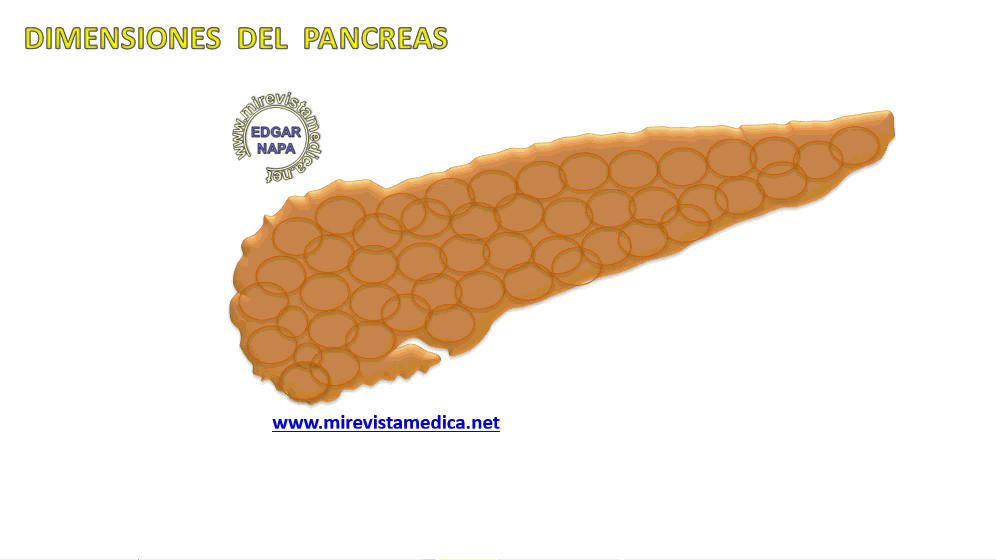 Descripción de diversos temas de anatomía humana, imagenología y ...