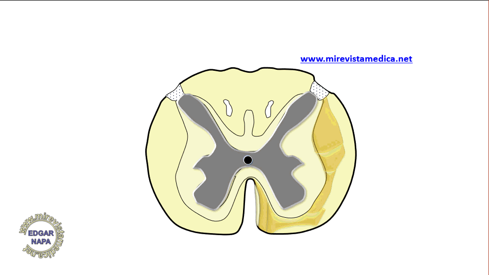 Descripción de diversos temas de anatomía humana, imagenología y ... Descripción de diversos temas de anatomía humana, imagenología y ...