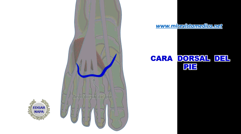 Anatomía De La Vena Safena Mayor